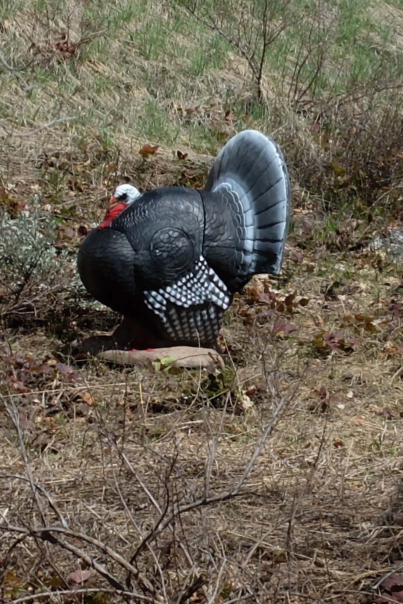 3D Archery Targets – Friends of Wasatch Mountain State Park | Utah